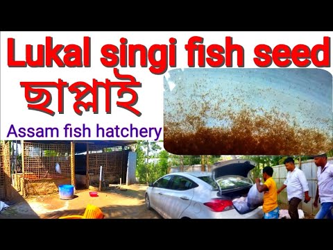 Lukal singi fish seed- ছাপ্লাই wall Assam/fish breeding assam/catfish ...