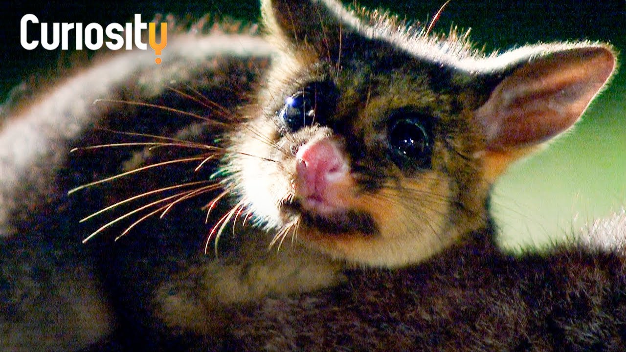 The Ongoing Battle Between Australians And Possums | Animal Tales - YouTube