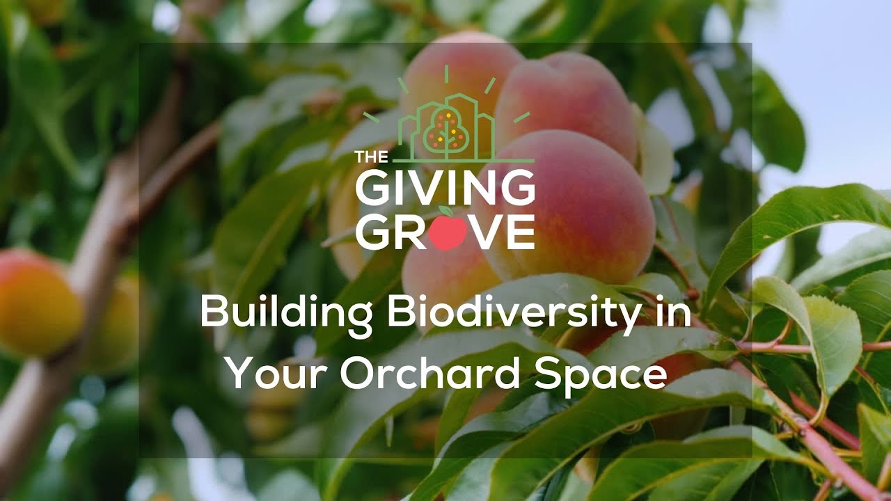 Building Biodiversity in an Urban Orchard Space - YouTube