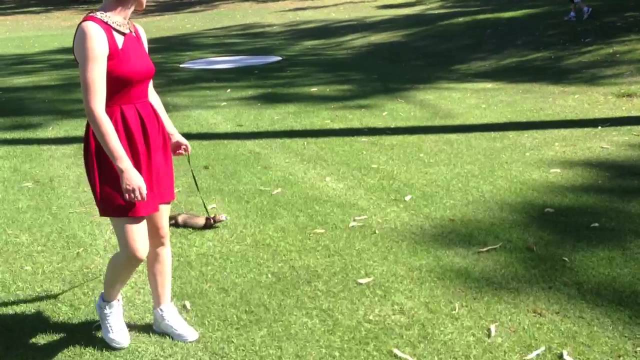 Walking my ferret - YouTube