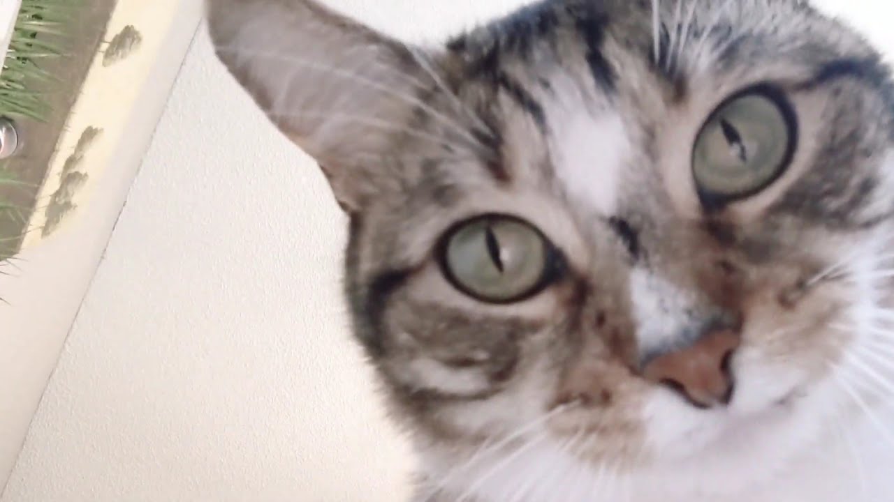 Camera Hog - YouTube