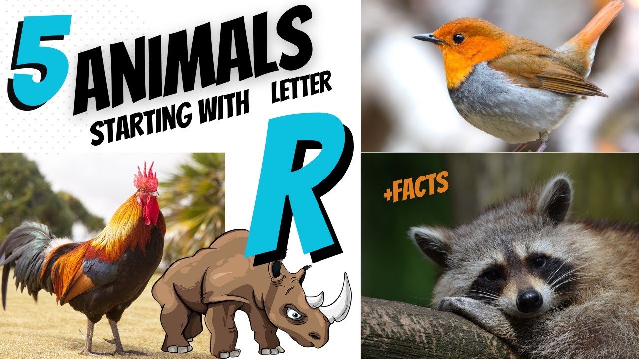 5 Animals & Facts starting with letter R. Alphabet. - YouTube
