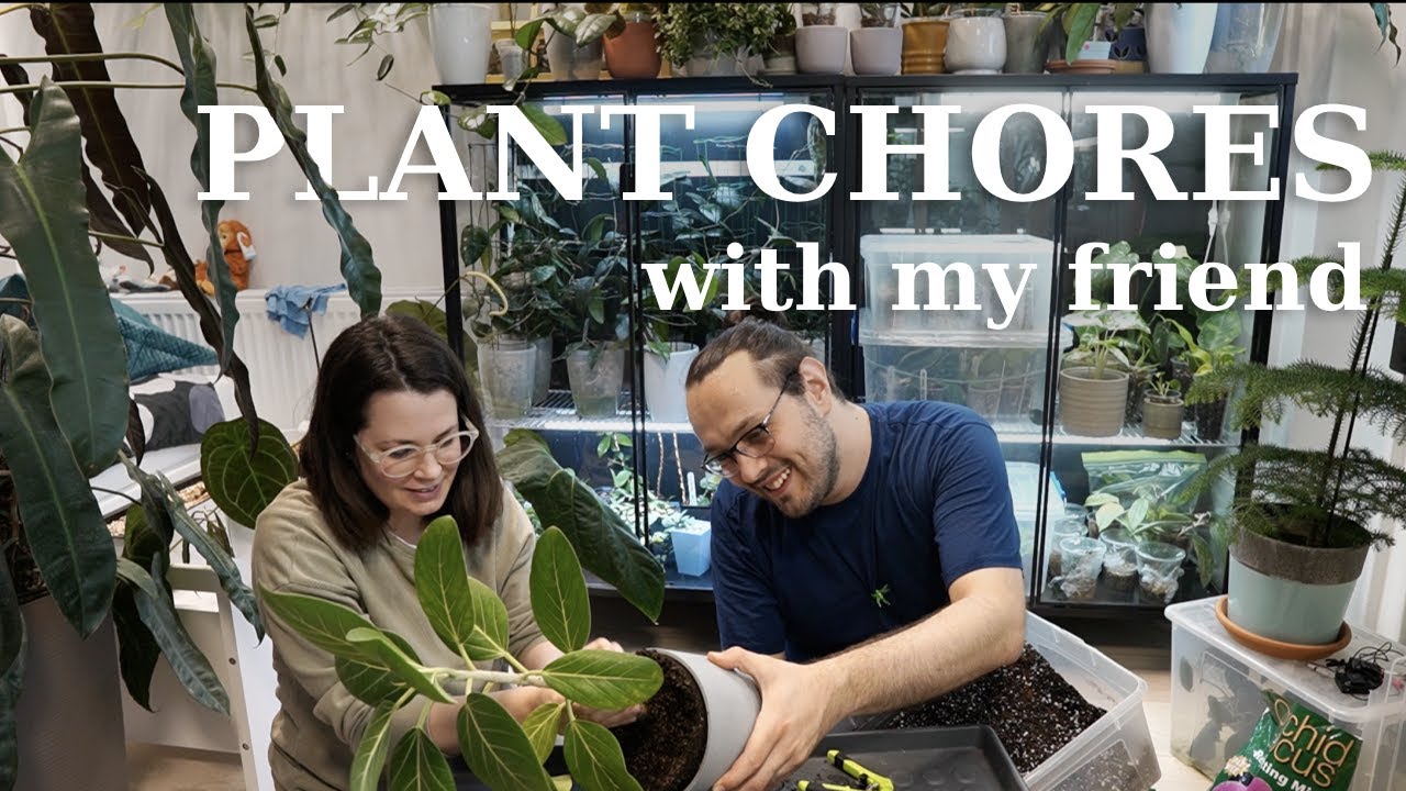 Helping my friend with plant chores | Repotting, root rot & propagation ...