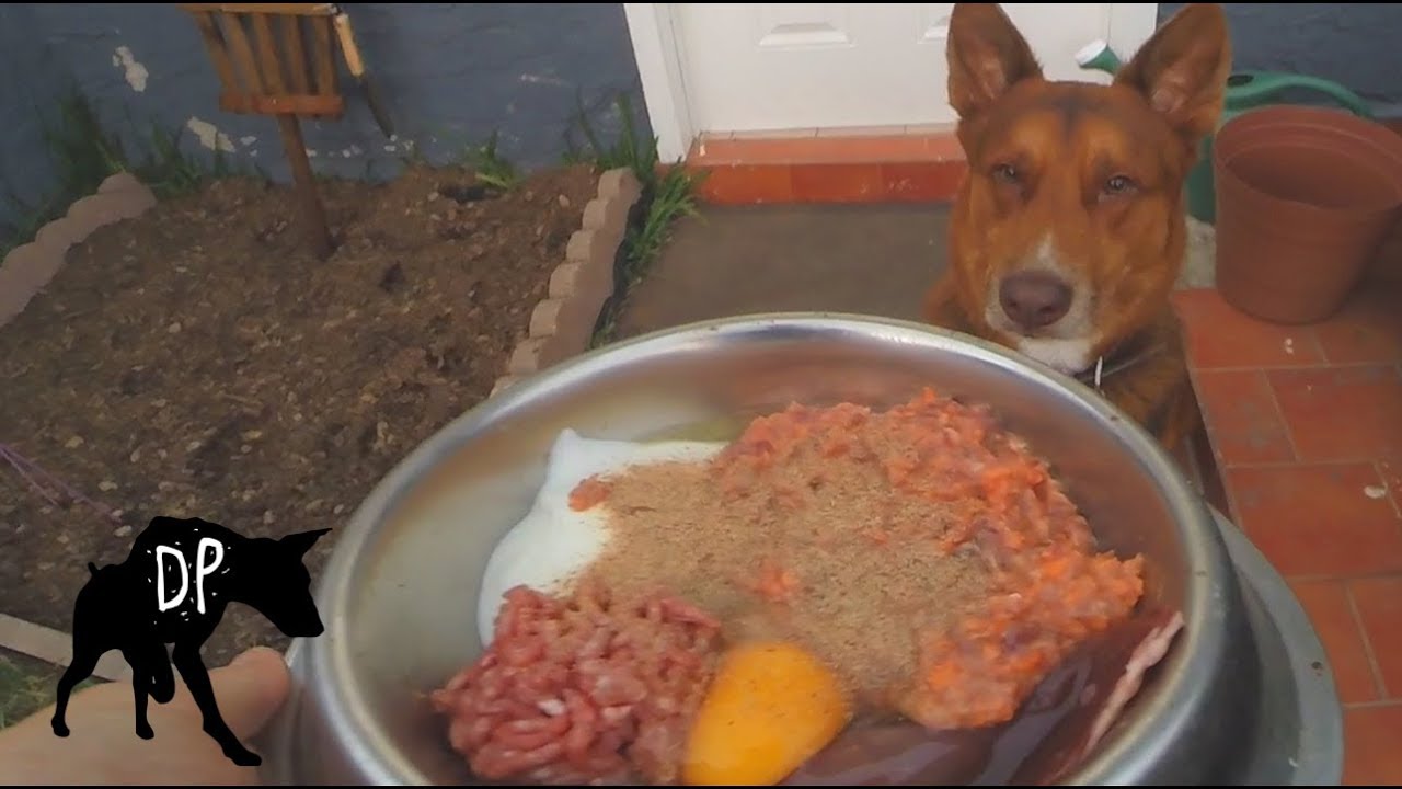 Australian Kelpie GSD Cross eating Biologically Appropriate Raw Food (B ...