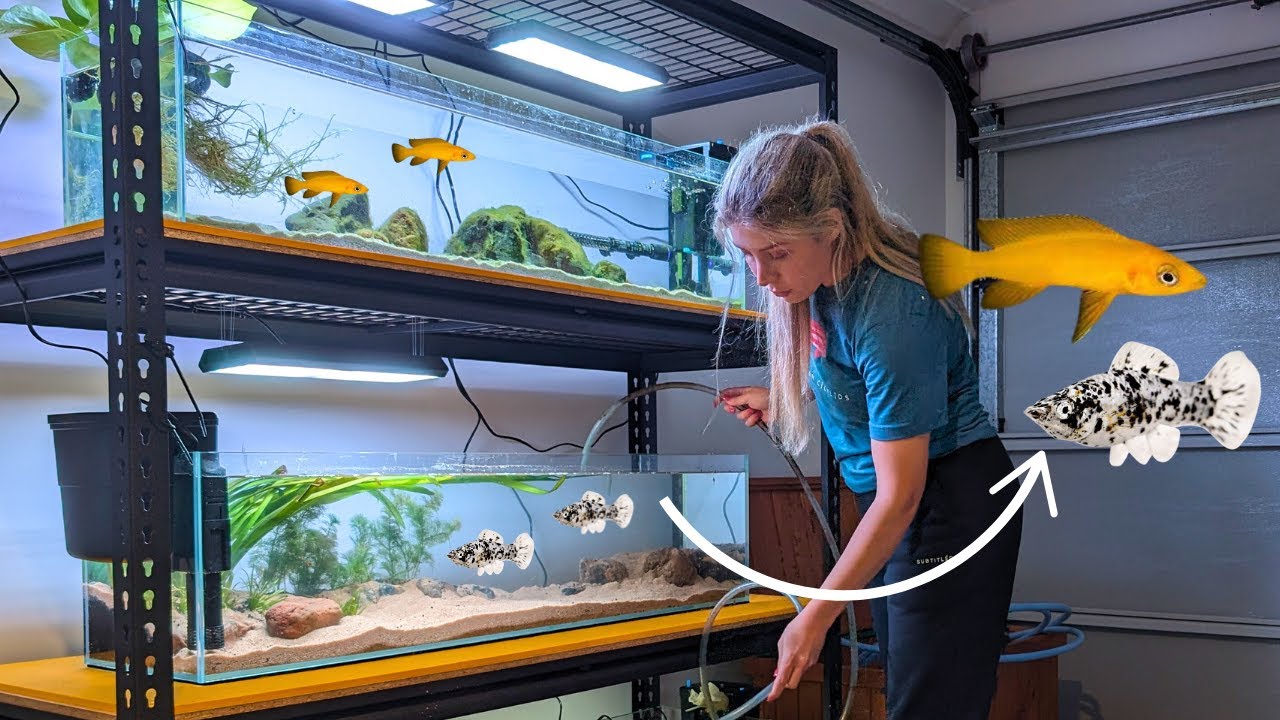 DIY Aquarium Rack Setup in Garage! (Adding Tanks) - YouTube