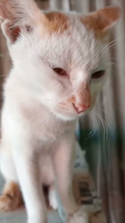Kucing Kurus #Shorts - YouTube