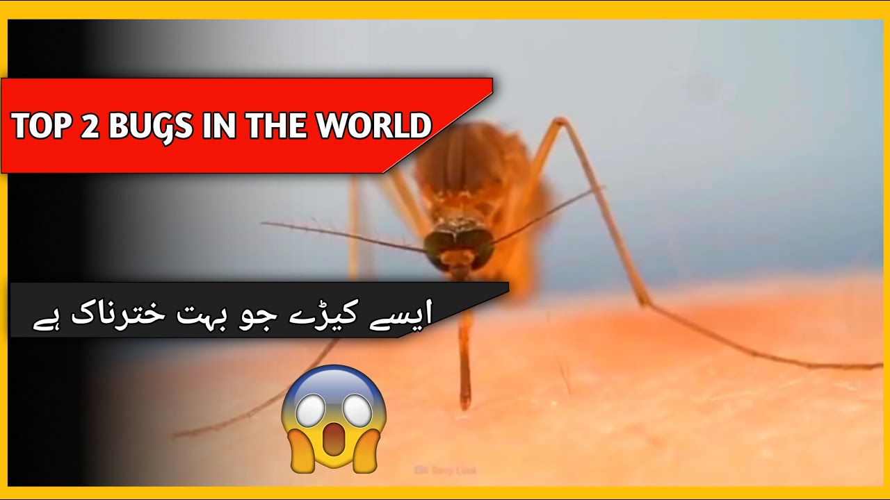 TOP 2 BUGS IN THE WORLD, bugs, insects, bug - YouTube