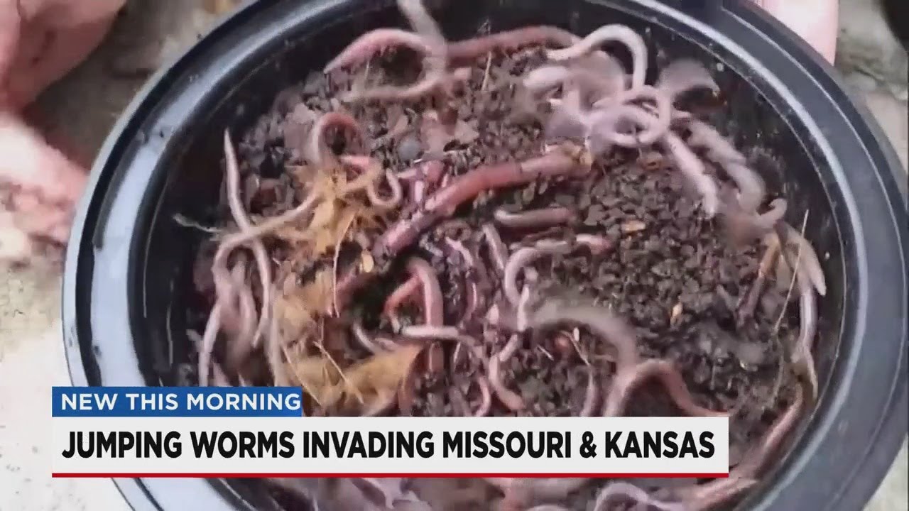 Jumping worms make their way to Kansas and Missouri - YouTube