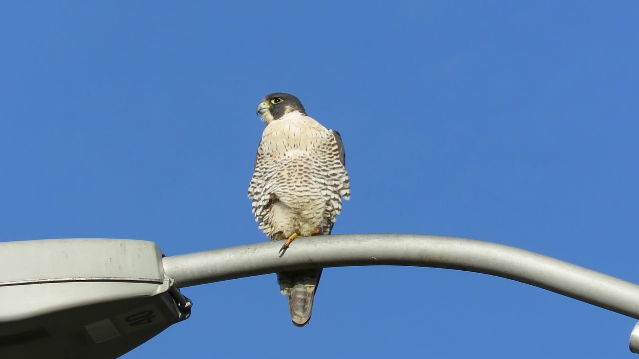 Adult Peregrine Falcon @ Tukwila Wa 330-105 - YouTube