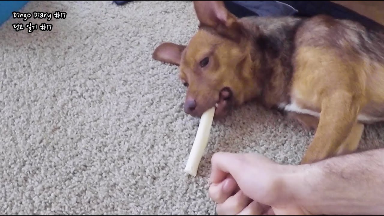 [Dingo Diary 딩고 일기 #17] I smoking Dingo dog 나 딩고 흡연 댕댕이 [댕댕이 일기/Dog ...