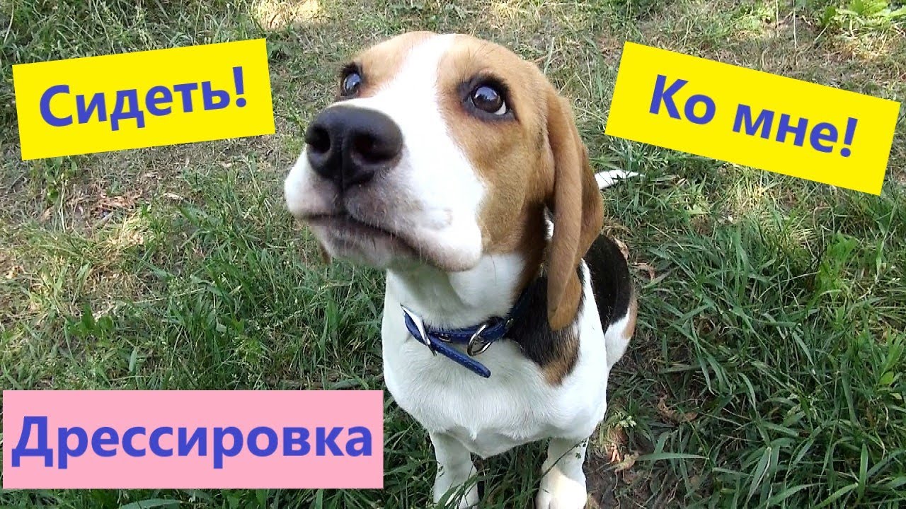 Простая дрессировка бигля для начинающих: дрессируйте бигля дома
