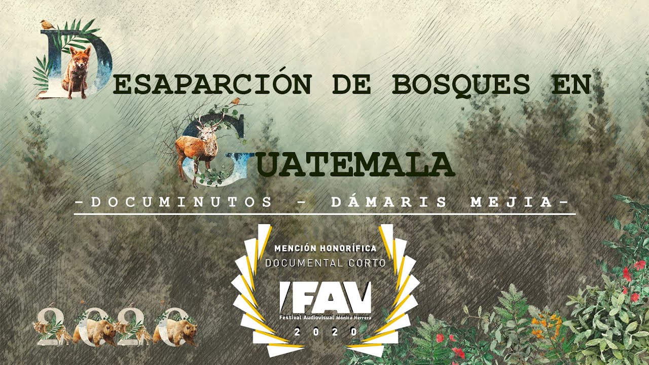 DESAPARICIÓN DE LOS BOSQUES EN GUATEMALA - POR DÁMARIS MEJIA ...