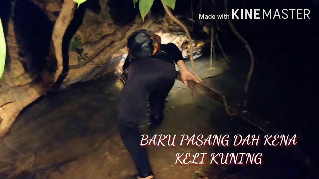 Keli Kuning/Lilin,Katak/Pamak,Siput Minyak - YouTube