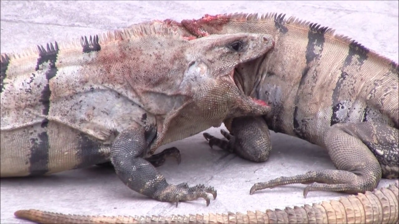 Best Iguana fight - YouTube