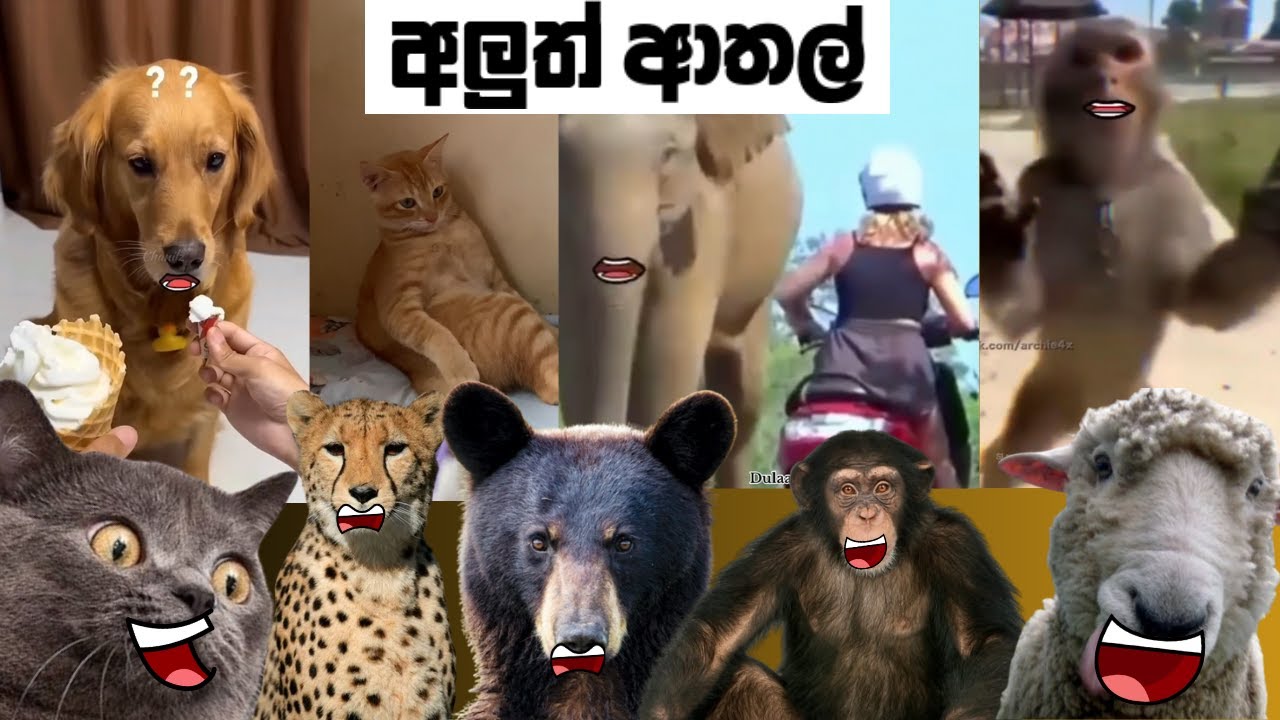 Animal athal katha | Sinhala sattu Athal | Animal Athal Memes | Sinhala Meme Athal - YouTube