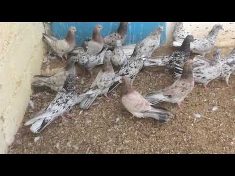 Baki Goyercinleri Бакинские Голуби Мраморные