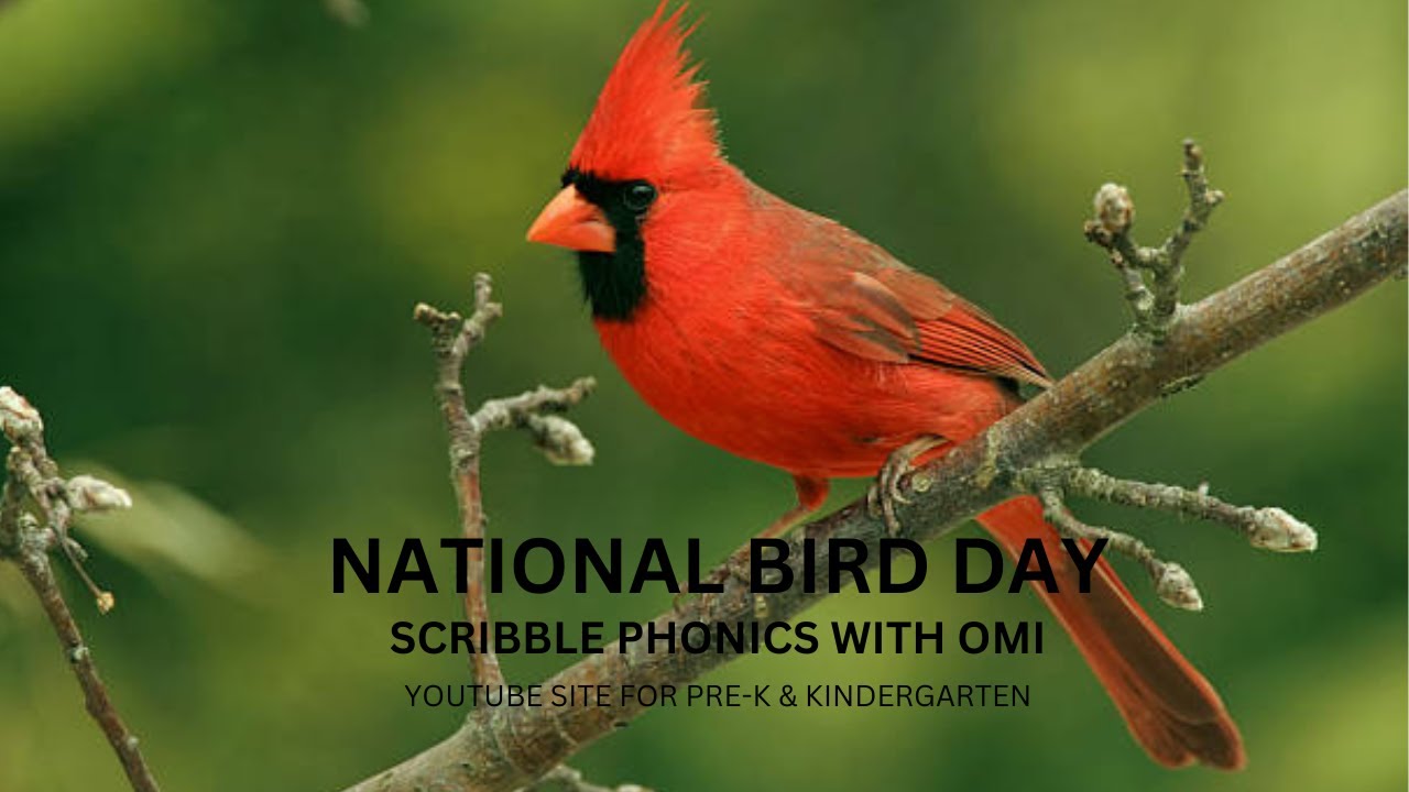 Scribble Phonics with Omi ::National Bird Day -A Cardinal - YouTube