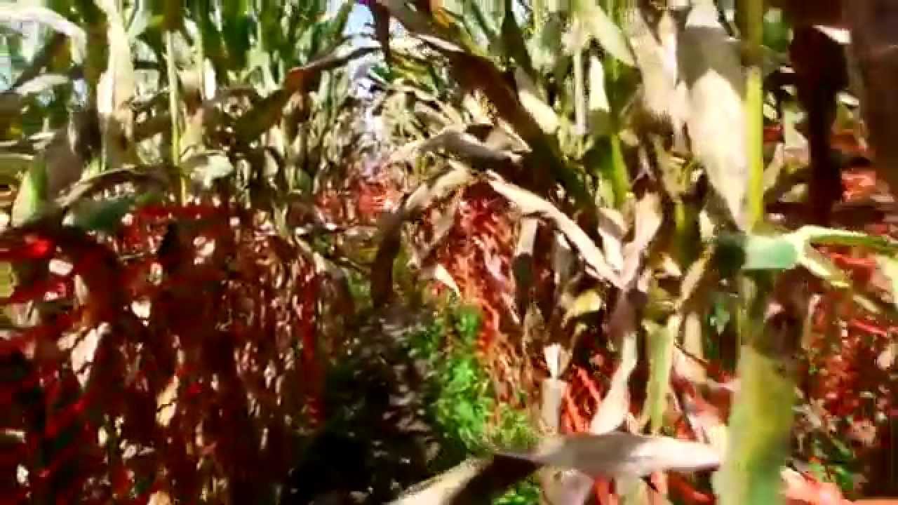 Scary Corn Maze!!! - YouTube