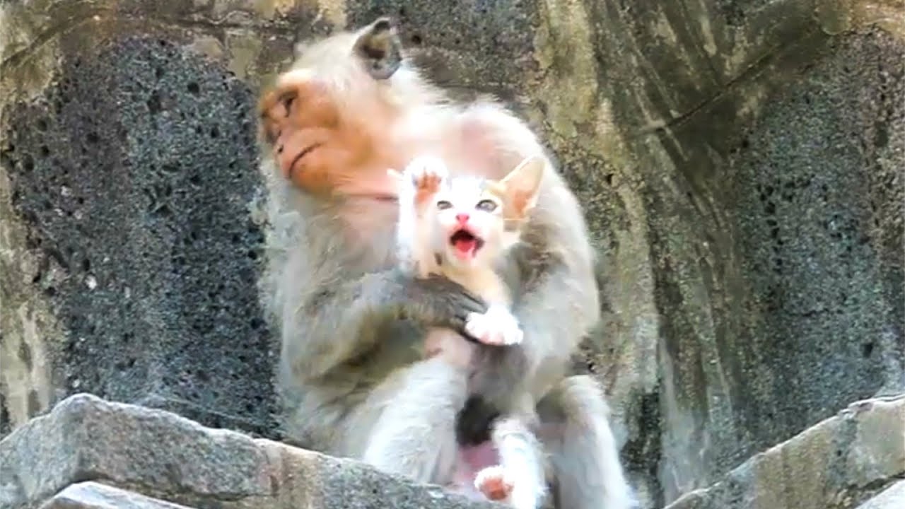 Teenage monkey grabs kitty as Her baby ? - YouTube