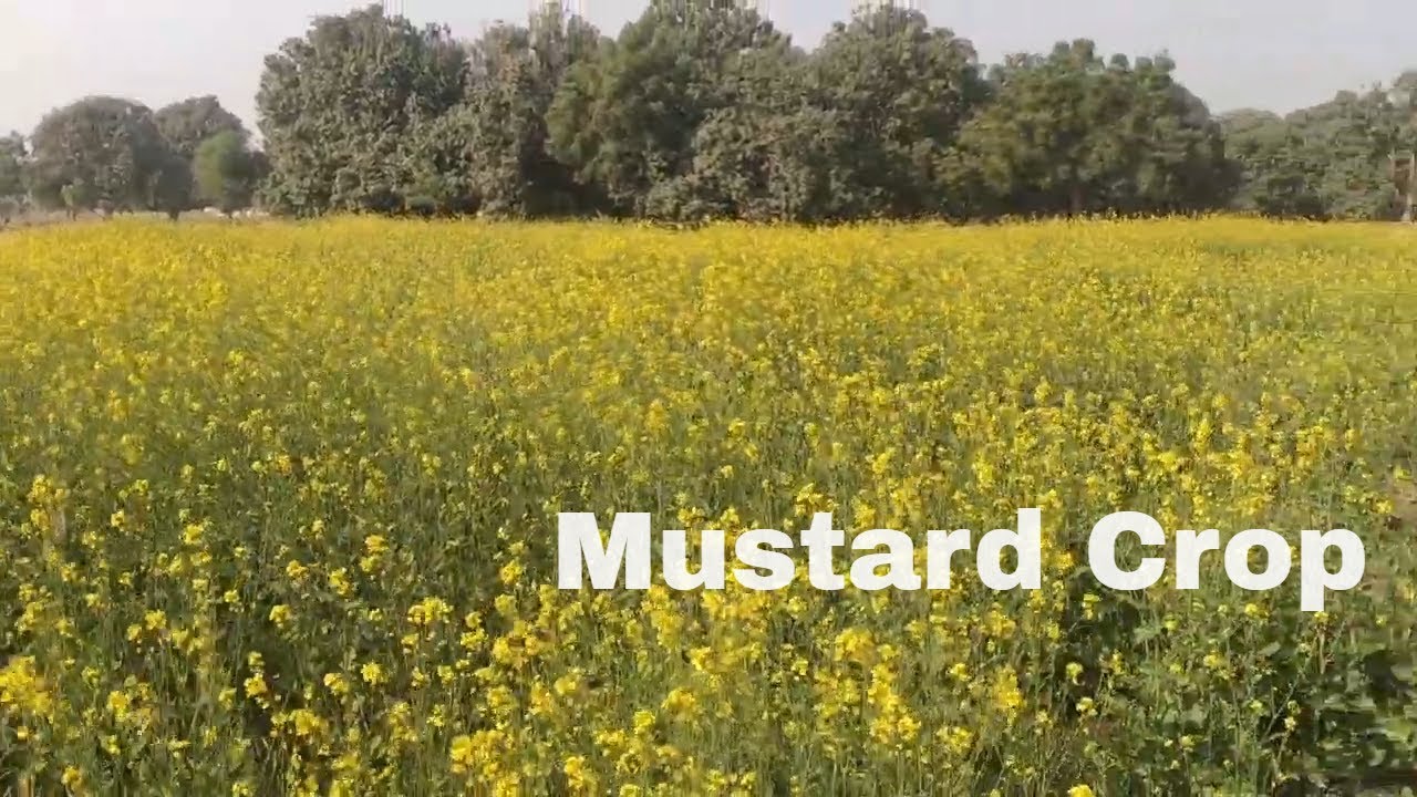 Mustard Crop Cultivation in Sindh Pakistan | Sarson ki Khast - YouTube