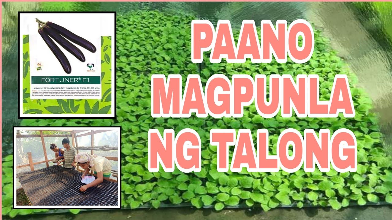 PAANO MAGPUNLA NG TALONG ( VARIETY FORTUNER F1) - YouTube