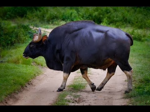 Herd of Massively Built GAUR / INDIAN BISON In Mysore Zoo (HD) - YouTube