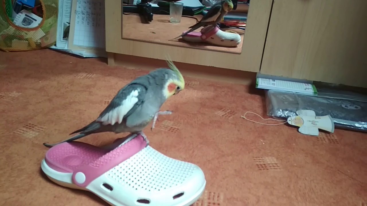 Mluví na CUKLI (co je to cukle??) | #korela - YouTube