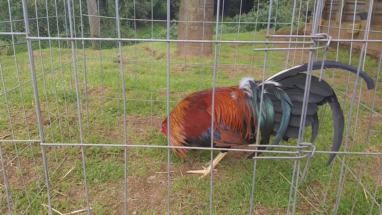 YELLOW LEG HATCH / RADIO POLLO 8 MESES. - YouTube