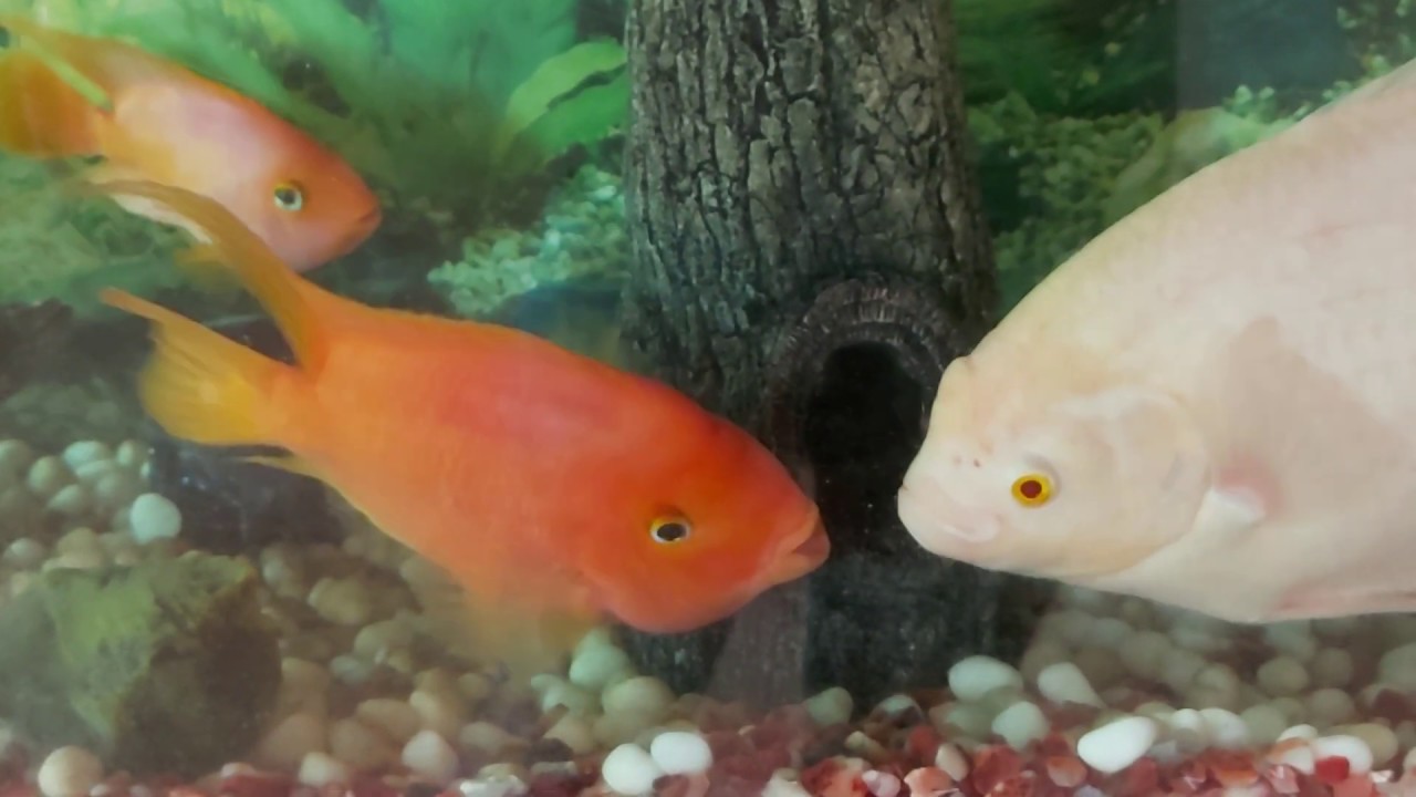 fish fighting in aquarium fish kissing largest indoor fish tank video ...