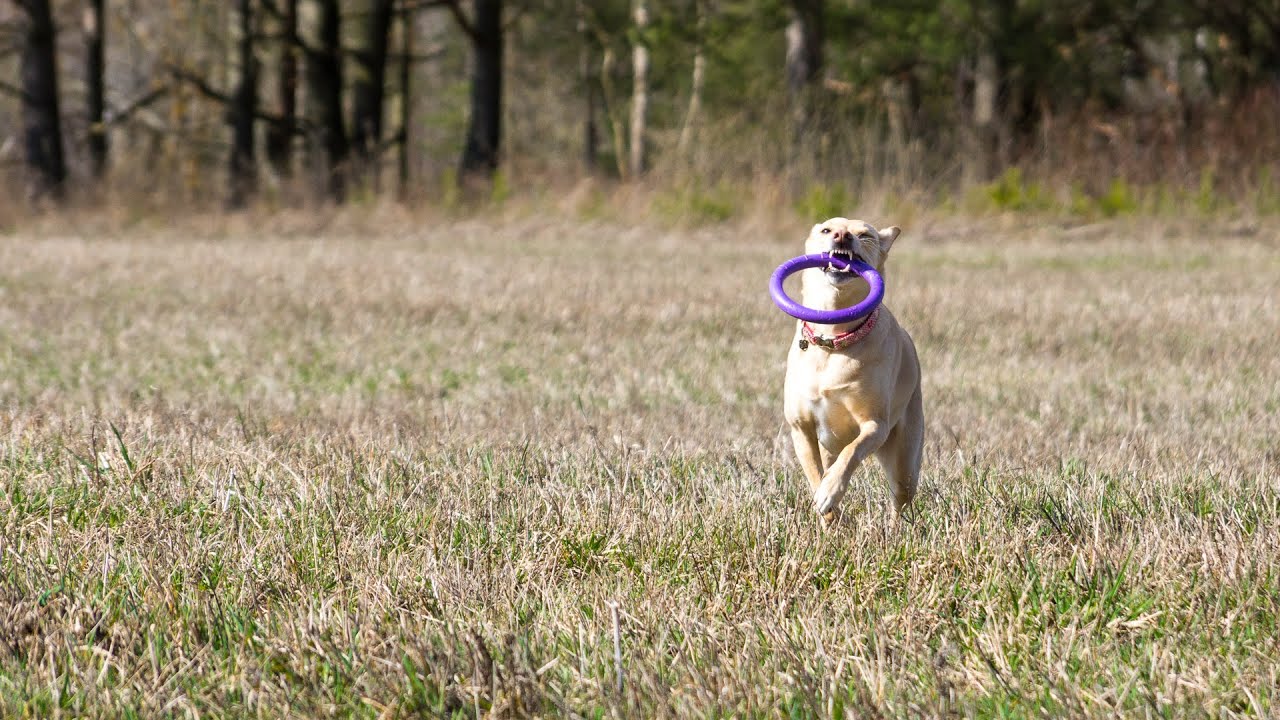 Margo in Slow Motion: The Running Dog - YouTube