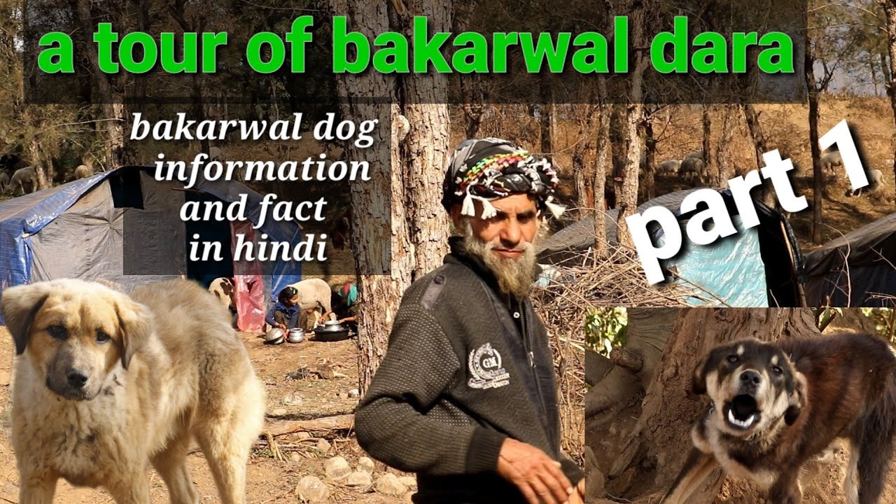 bakharwal dog fact and information in hindi | bakarwal dog the breed of ...