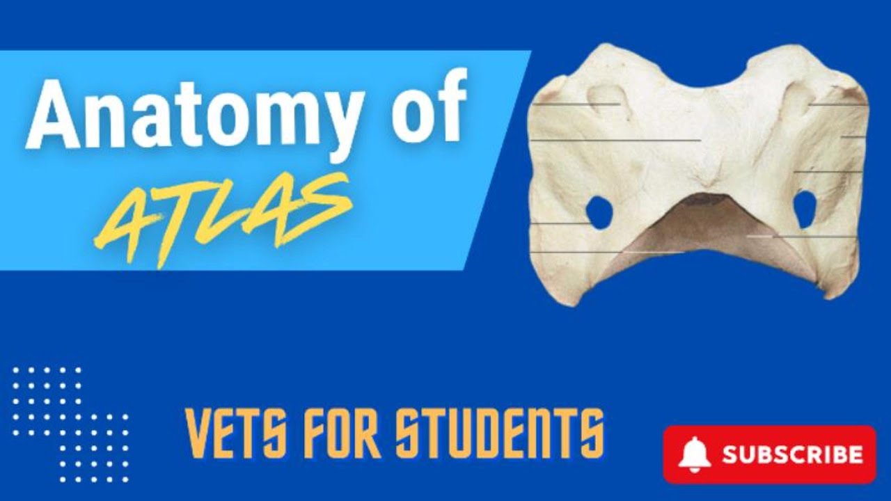 Anatomy of Atlas | Anatomy of Vets | Vets for students - YouTube