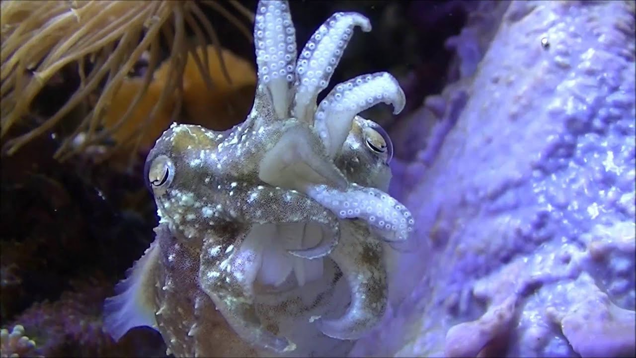 Smart mollusks. Cool facts about cuttlefish (Sepiida, Sepien). - YouTube