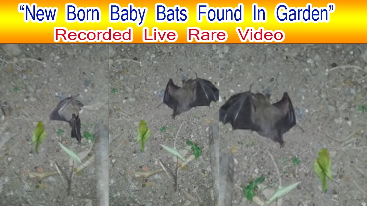 New Born Bat In My Garden - YouTube