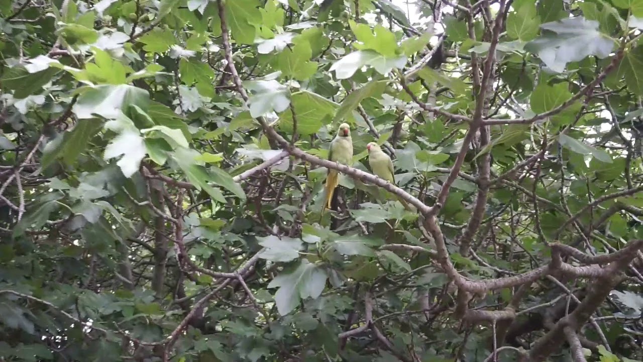 England.Parrots in St.James's Park in London/ Англия.Попугаи (Лондон ...