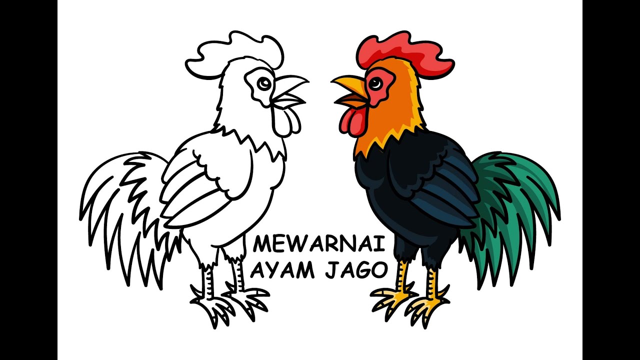 Let's Learn How to Draw (Mewarnai AYAM) dengan Adobe Illustrator - YouTube