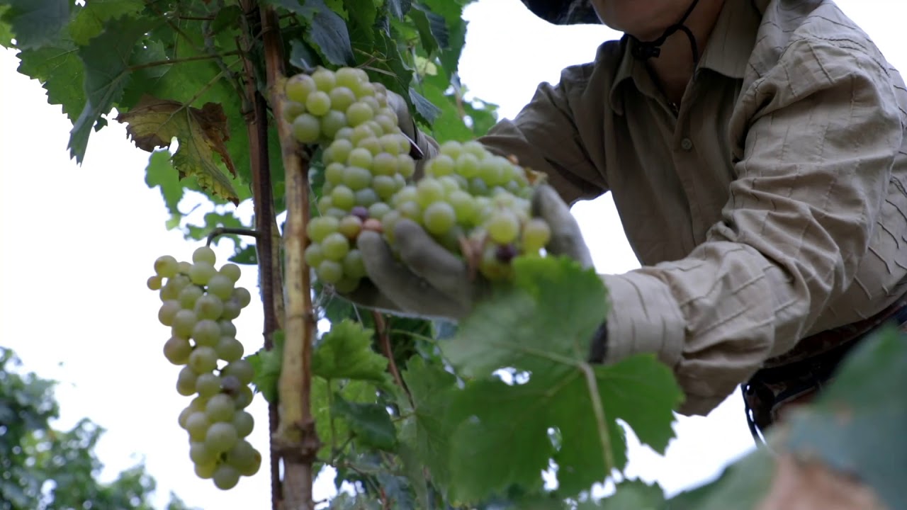 Luigi Vico | Vigneto Moscato - YouTube