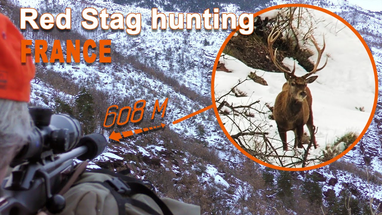 Red Stag Hunting in France // Chasse au Cerf en France // 2021 - YouTube