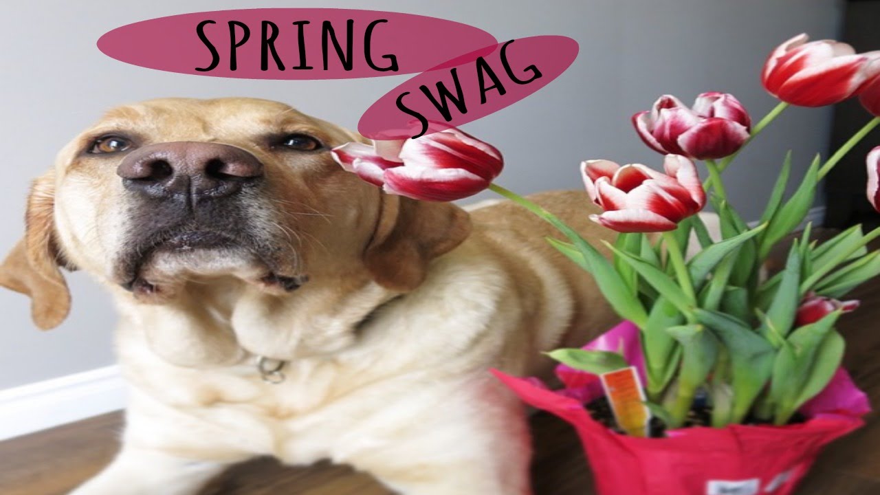 Spring Swag 2015 | Spring Dog Products - YouTube