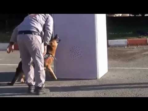 K 9 ARAMA KURTARMA KÖPEKLERİ