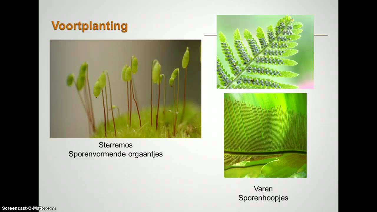 3 VT Het plantenrijk - YouTube