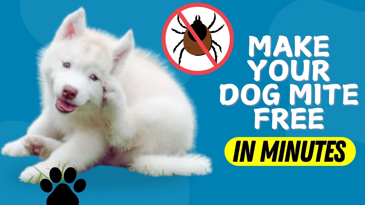 How to Get Rid of Mites on Dogs Instantly (Easy Natural Methods) - YouTube