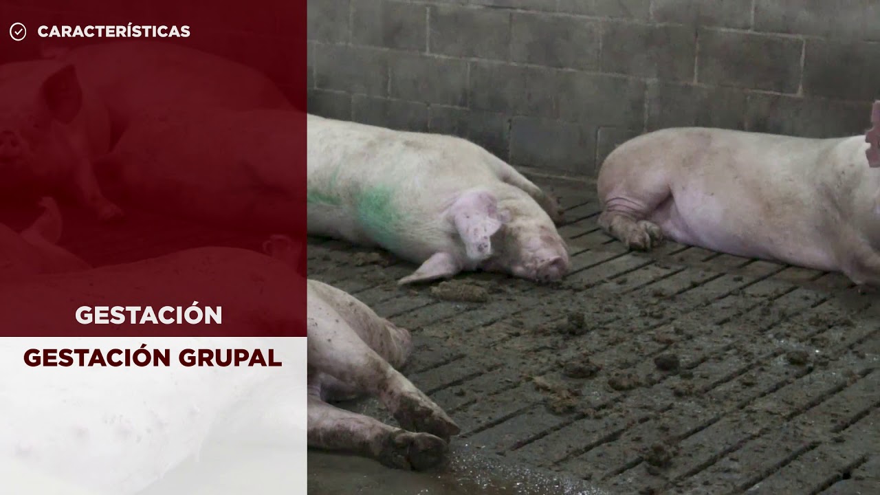 PORCAL VIDEO INSTITUCIONAL - YouTube
