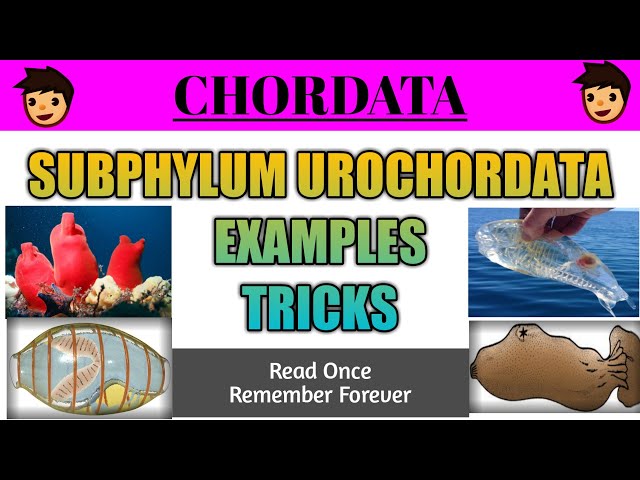 Urochordata Examples Phylum Chordata