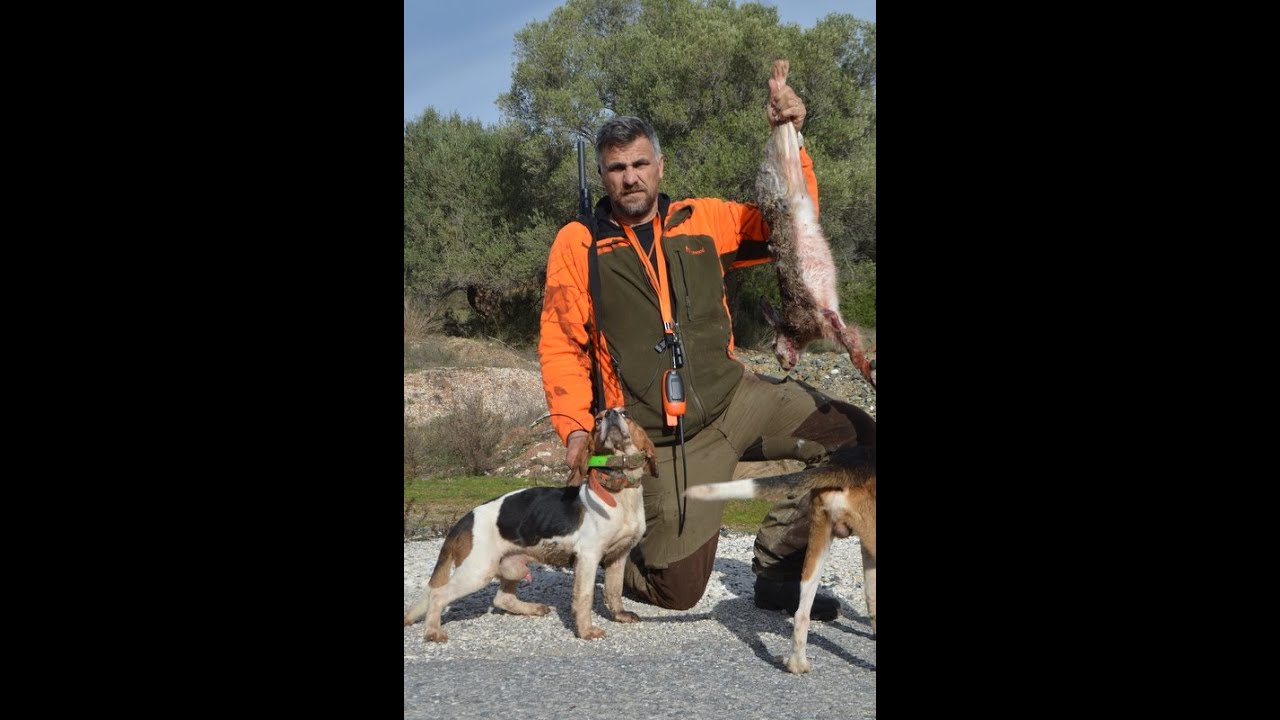 Beagle Tsirkoudis 6/1/2024 Κυνήγι λαγού με beagle και μονο - YouTube