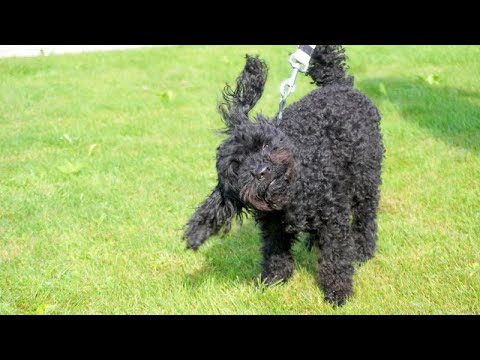 Vergabe HARRY - Zwerpudel - super lieb - YouTube