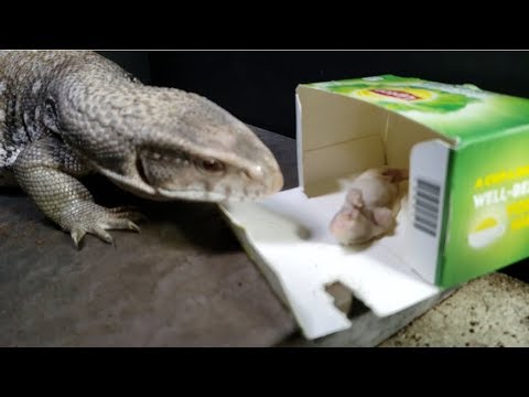 Savannah Monitor Lizard Rats In A Box Feeding | Smell OVERLOAD - YouTube