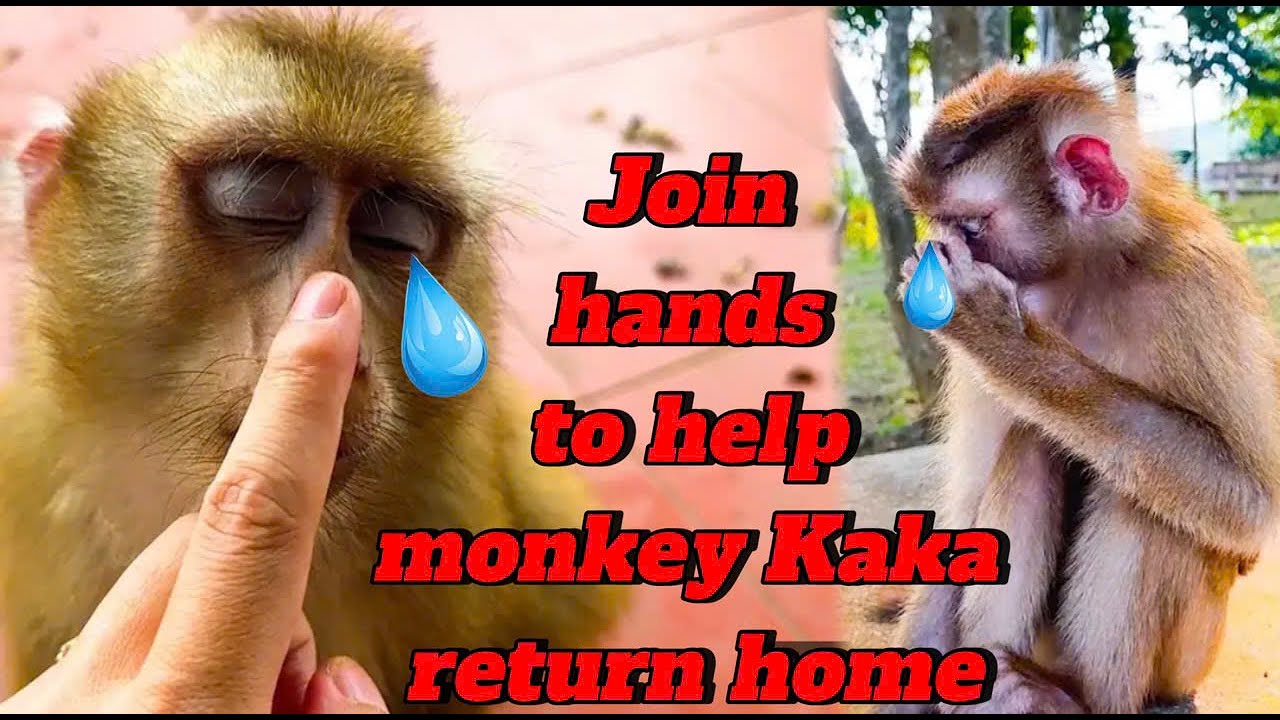 NEW UPDATE, KAKA THE MONKEY WILL BE RETURNED TO HIS FAMILY IF THE ...