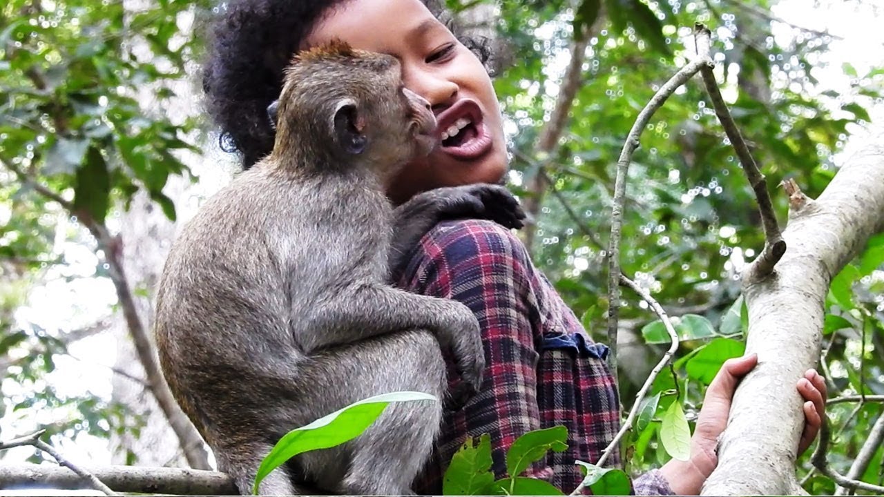 Monkeys Playing On The Tree - Real Baby Monkey Action - YouTube