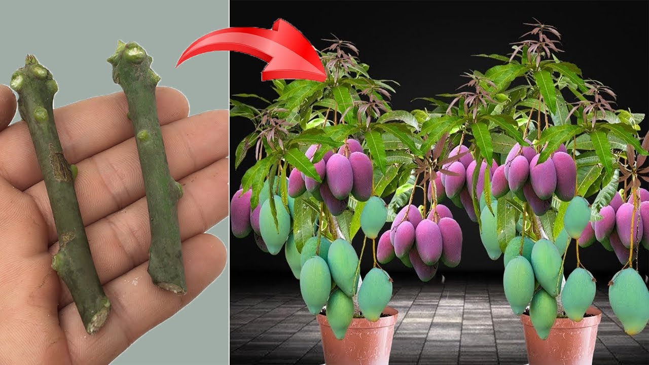 The way to grow mangoes with branches is simple but grows the fastest ...